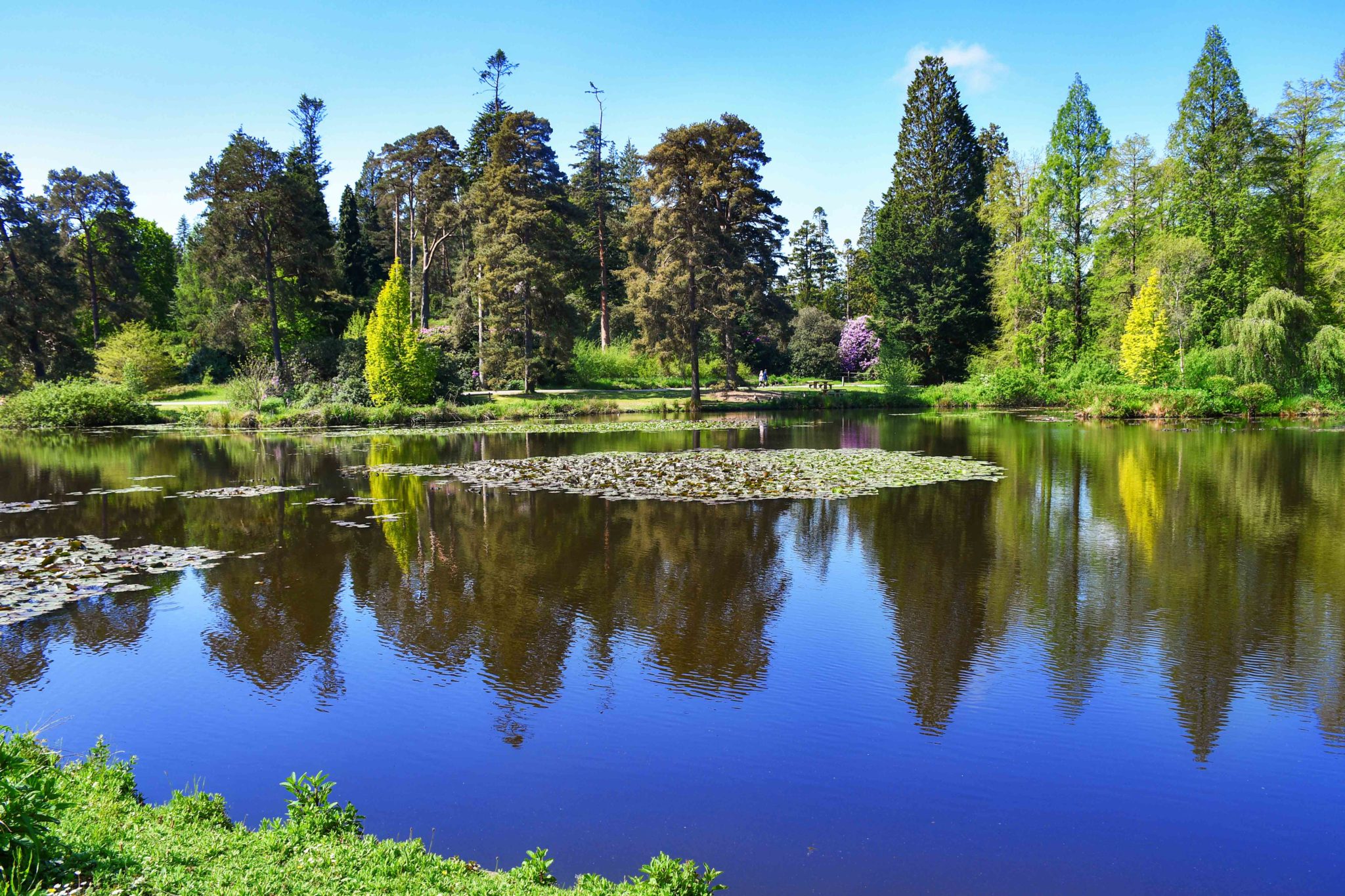 Bedgebury Pinetum: Un site naturel incountournable en Angleterre ...