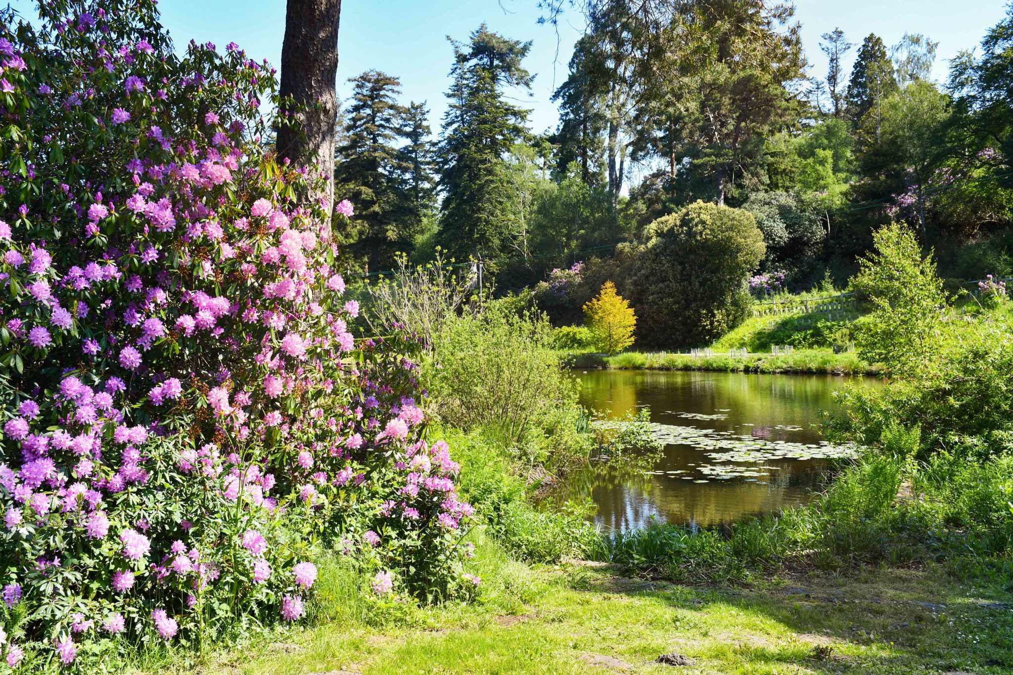 Bedgebury Pinetum: Un site naturel incountournable en Angleterre ...