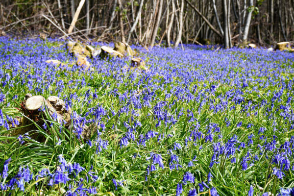 Wilderness Wood : Bluebells et Balade Familiale - Destination Angleterre