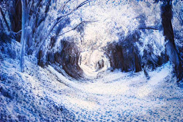 Ce tunnel d’arbres en Angleterre qui vous coupera le souffle ...