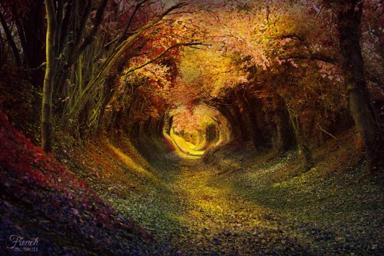 Ce tunnel d’arbres en Angleterre qui vous coupera le souffle ...