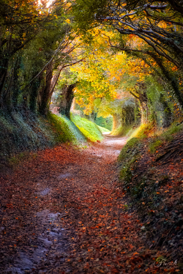 Ce tunnel d’arbres en Angleterre qui vous coupera le souffle ...