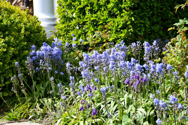 Ticehurst : un village du Sussex abritant un trésor médiéval ...