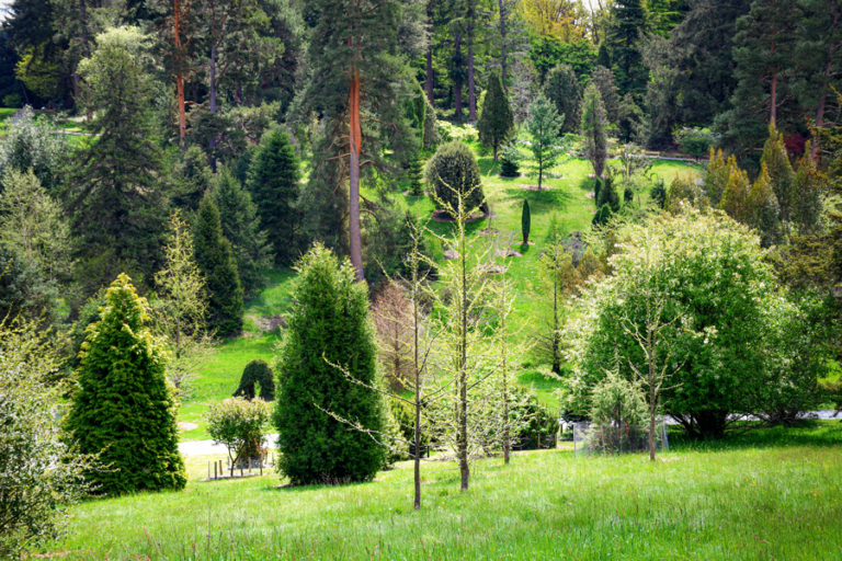 Bedgebury Pinetum: Un site naturel incountournable en Angleterre ...