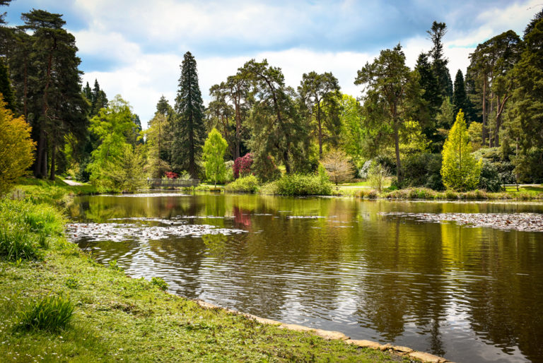 Bedgebury Pinetum: Un site naturel incountournable en Angleterre ...