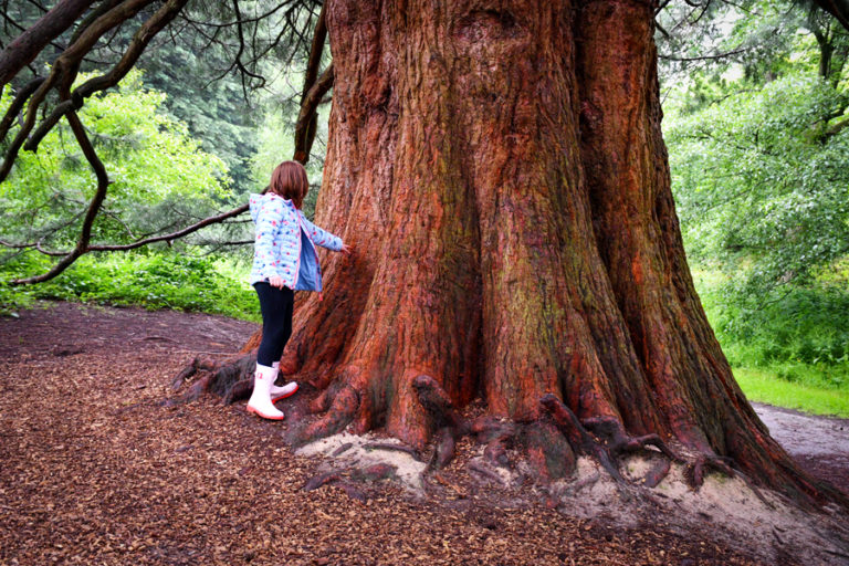Bedgebury Pinetum: Un site naturel incountournable en Angleterre ...