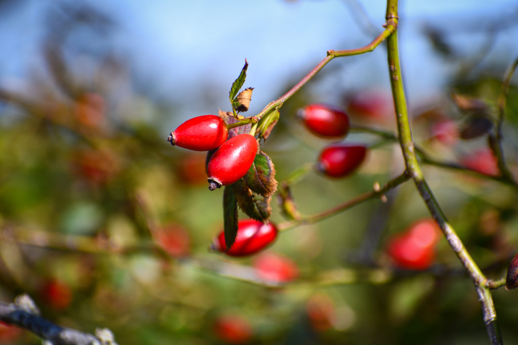 Le bocage anglais : explorez un paysage pittoresque et bucolique ...