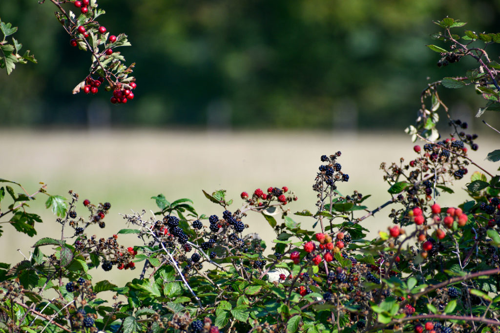 Le bocage anglais : explorez un paysage pittoresque et bucolique ...