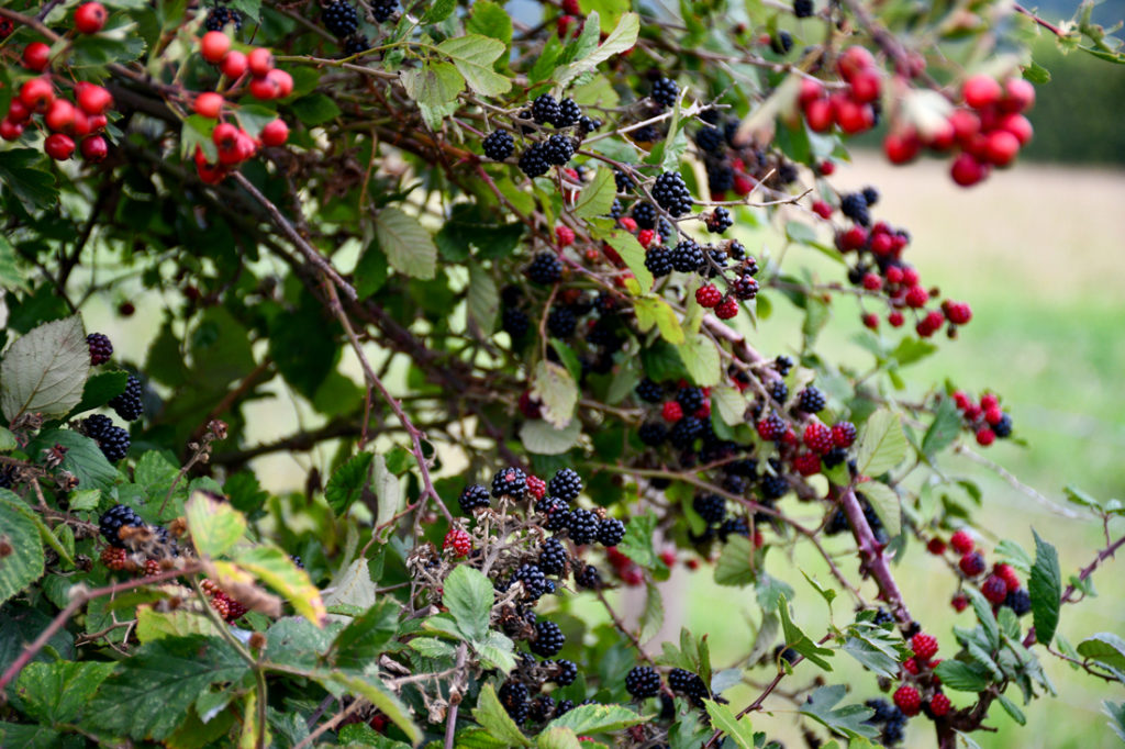 Le bocage anglais : explorez un paysage pittoresque et bucolique ...
